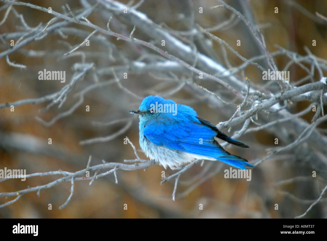 Birds of North America; Mountain bluebird; sialia currucoides Alberta ...