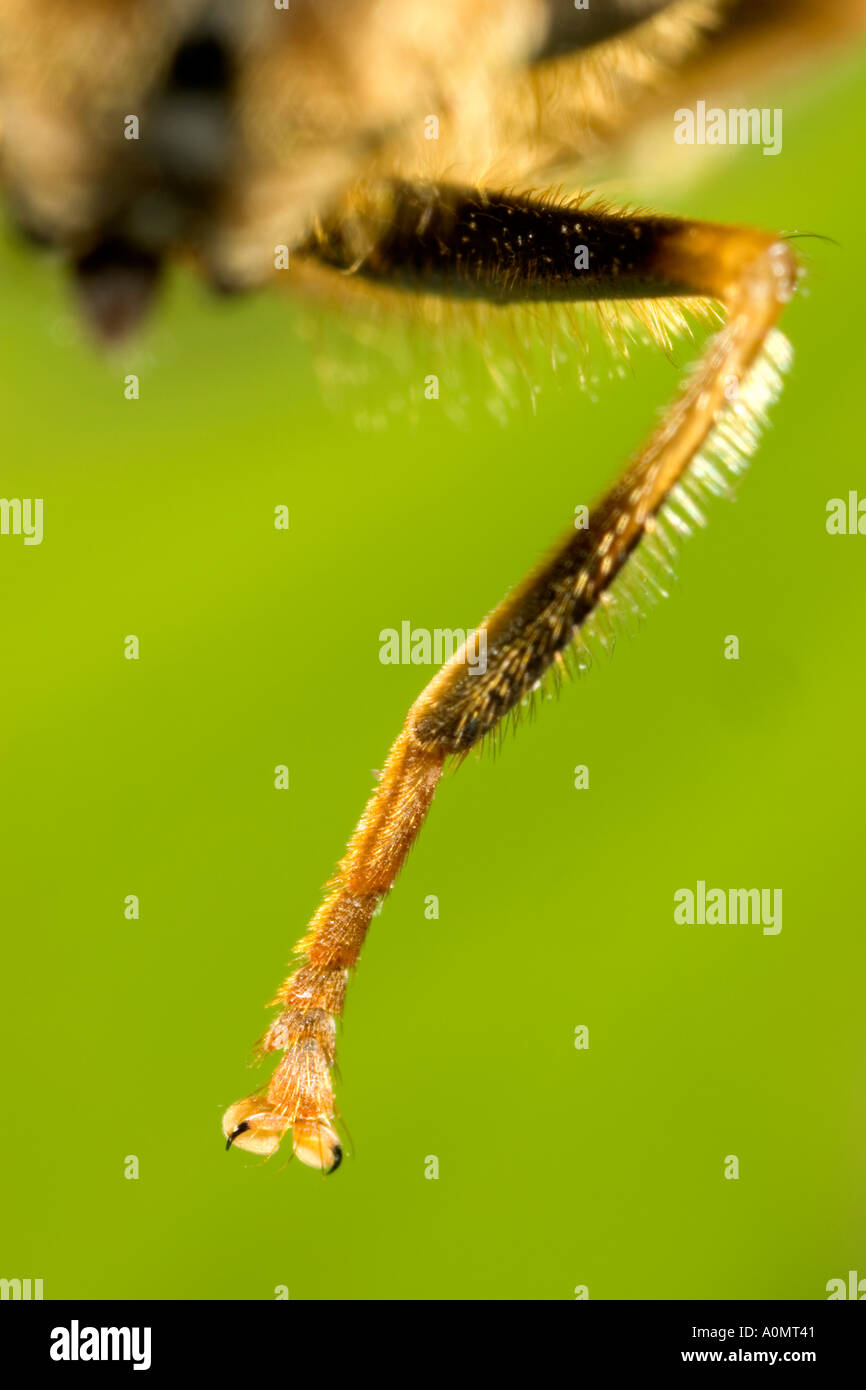 Close Up of Leg of Drone Fly Eristalis tenax Stock Photo - Alamy