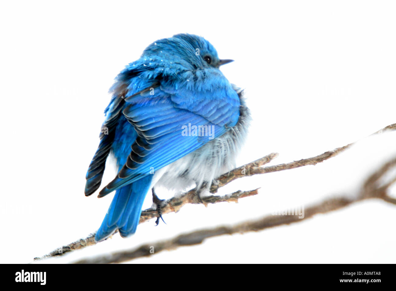 Birds of North America Mountain bluebird sialia currucoides Alberta ...