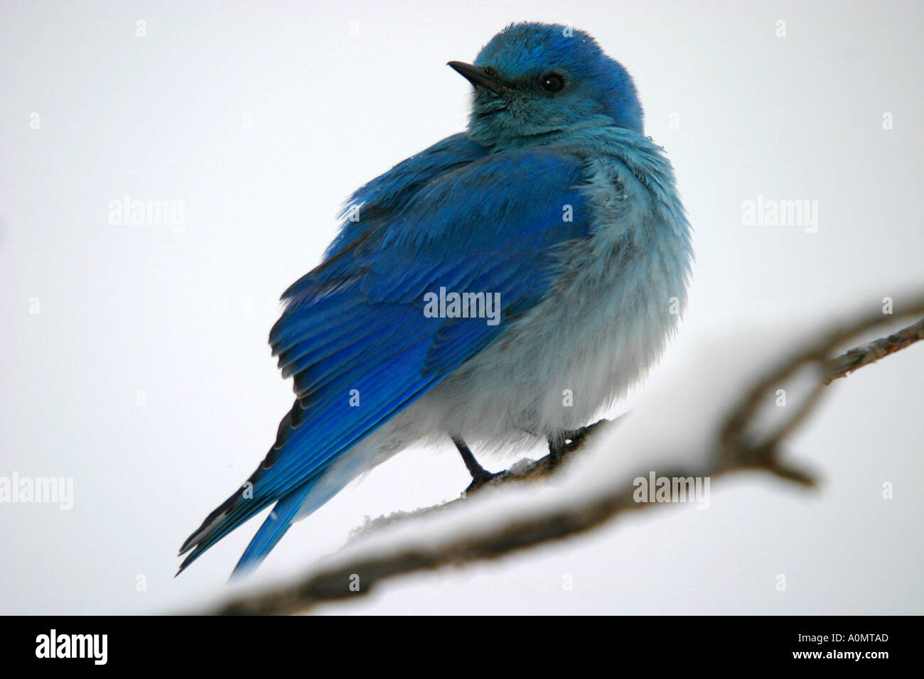 Birds of North America; Mountain bluebird; sialia currucoides Alberta ...