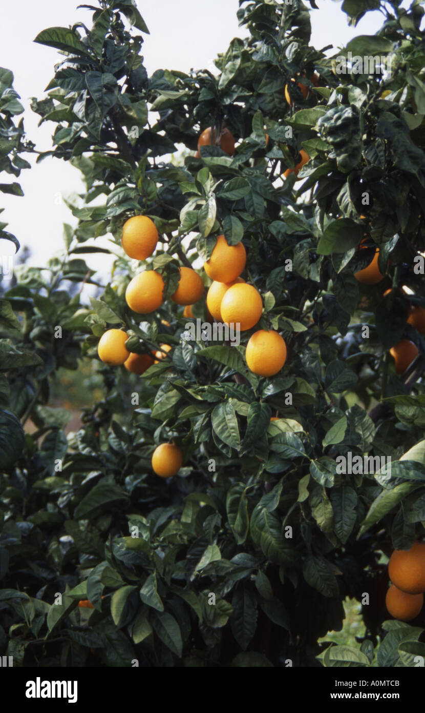 ORANGES GROWING ON TREE. CYPRUS EUROPE Stock Photo - Alamy