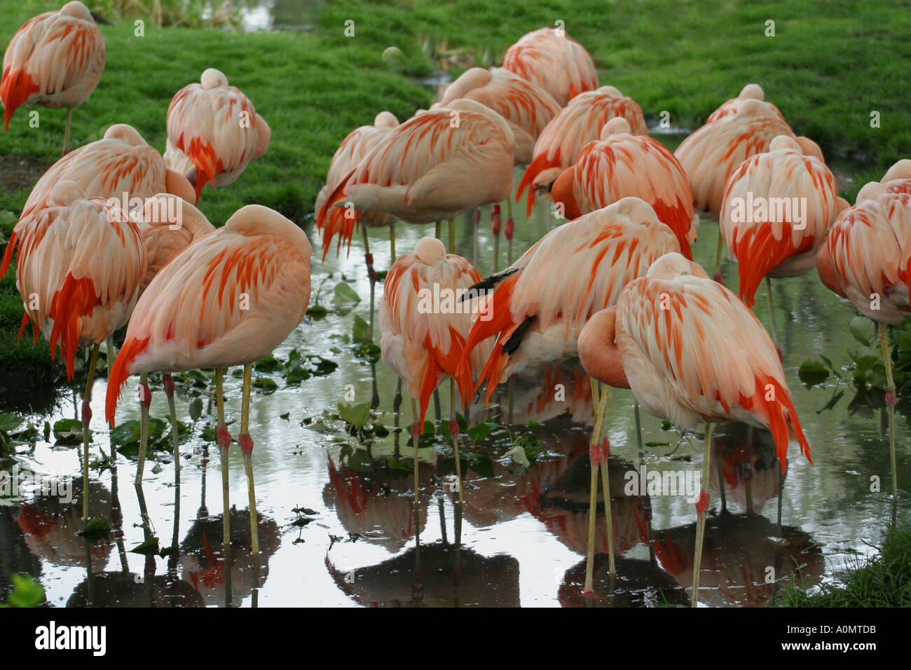 FLAMINGO Ciconiiformes Phoenicopteridae Stock Photo - Alamy