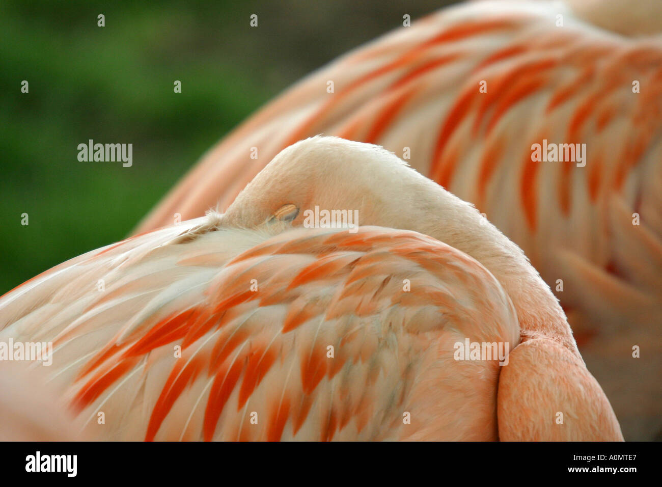 FLAMINGO Ciconiiformes Phoenicopteridae Stock Photo - Alamy