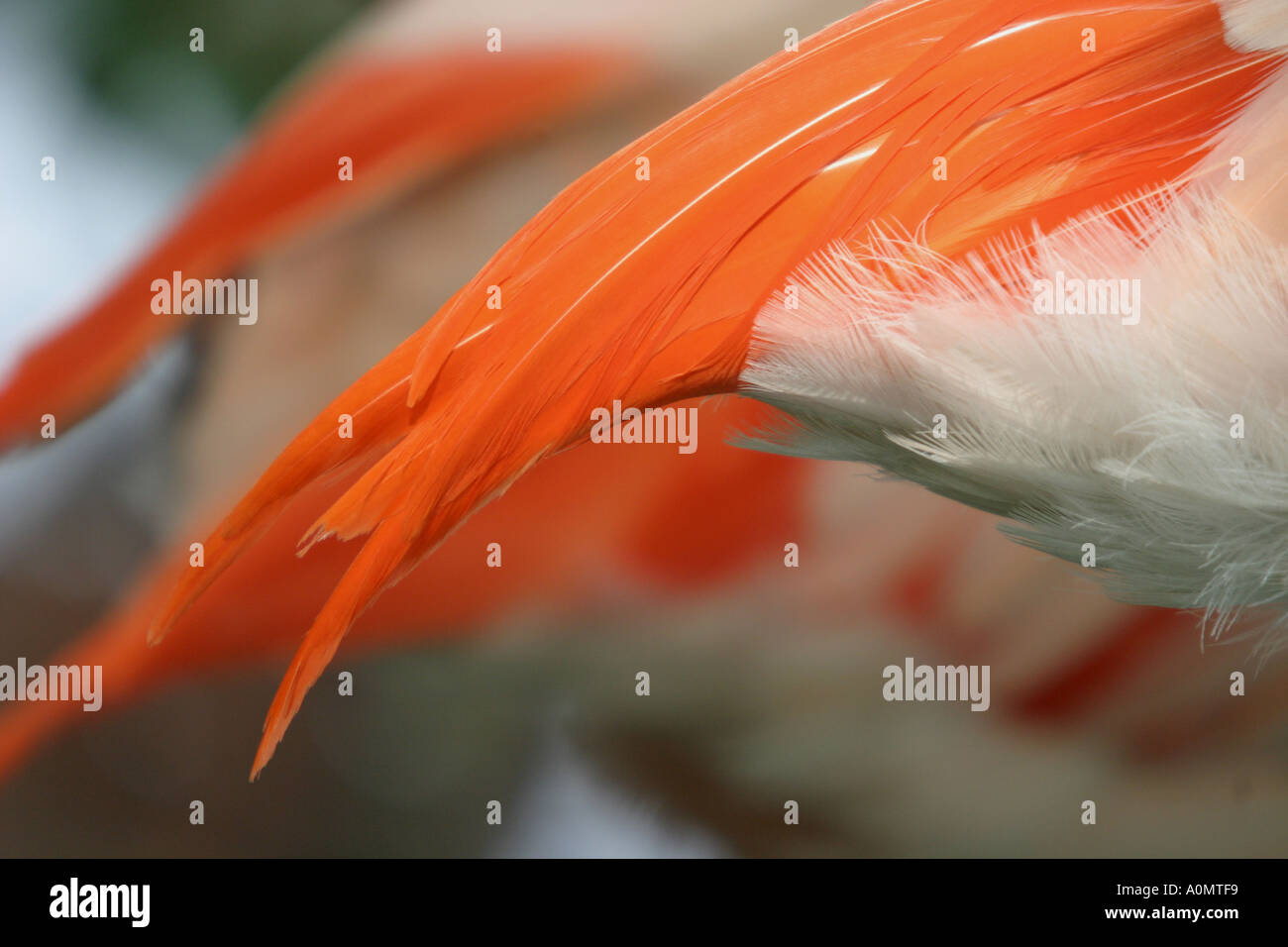 FLAMINGO; Ciconiiformes Phoenicopteridae Stock Photo - Alamy