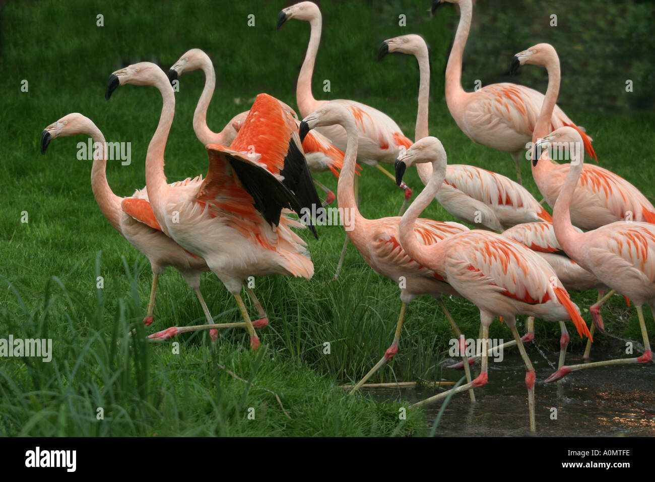 Flamingo wings black hi-res stock photography and images - Alamy