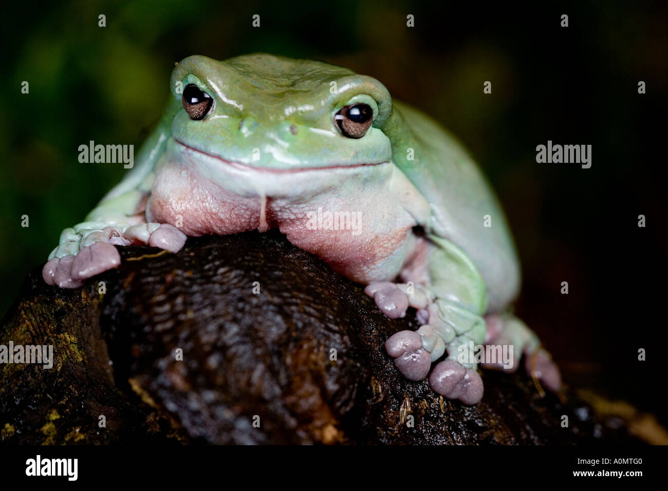 Whites Tree Frog Stock Photo - Alamy