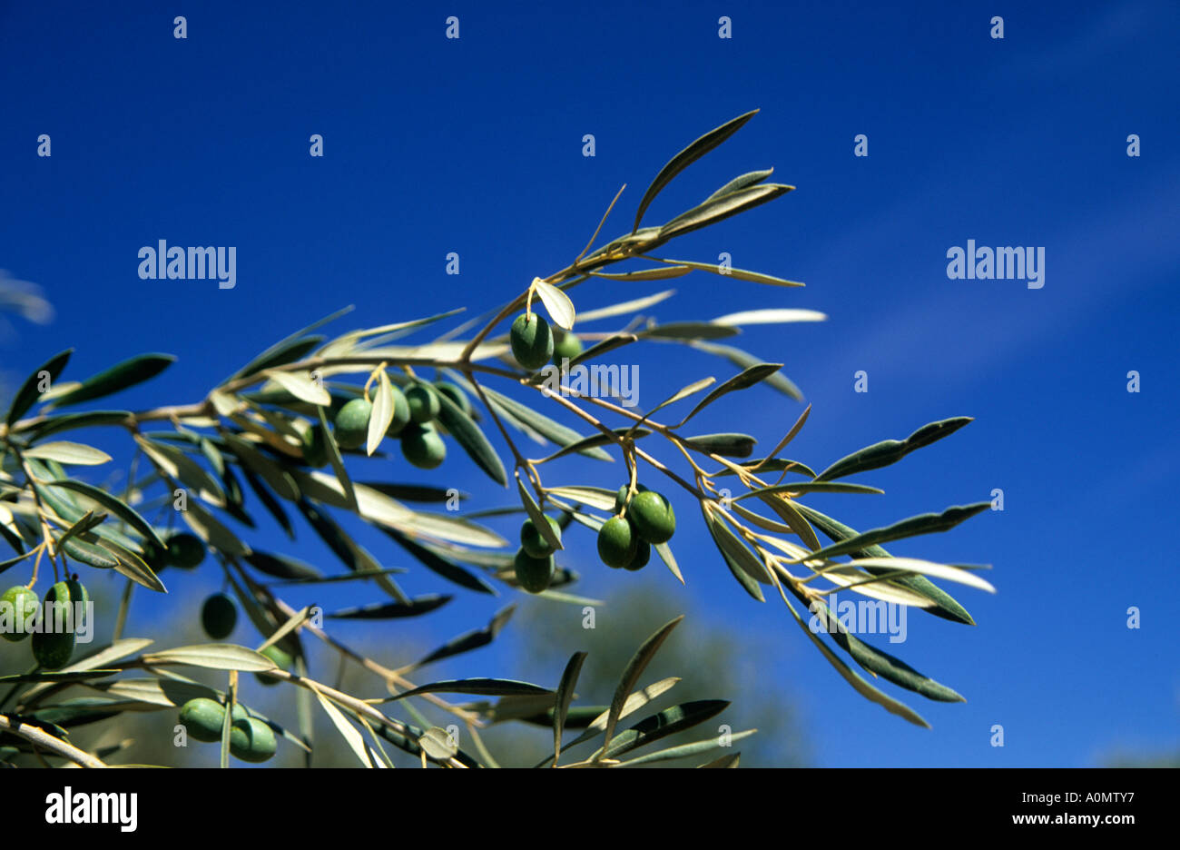 Olive Tree Branch Stock Photo - Alamy