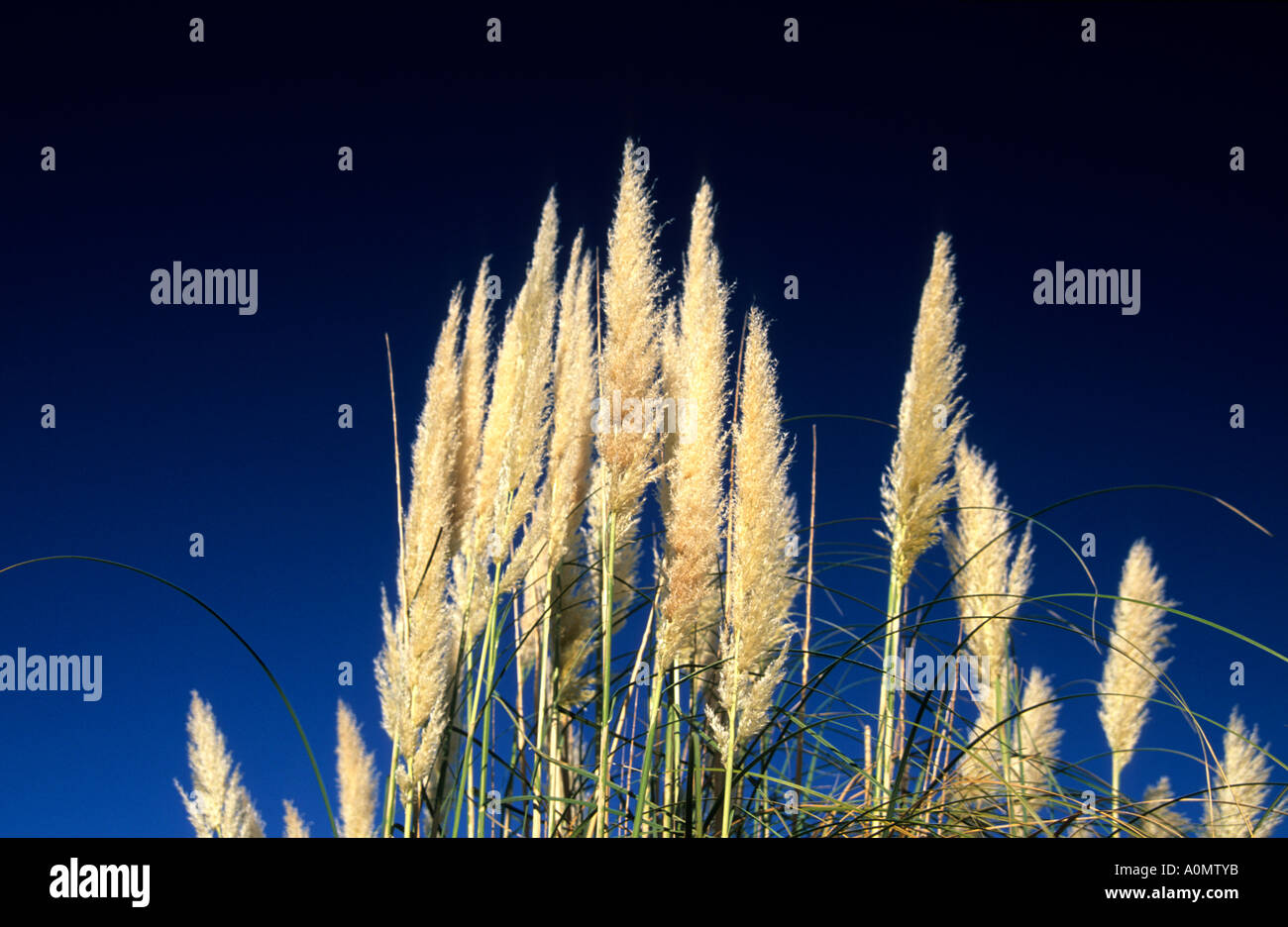 Pampass Grass against a Blue Sky Stock Photo - Alamy