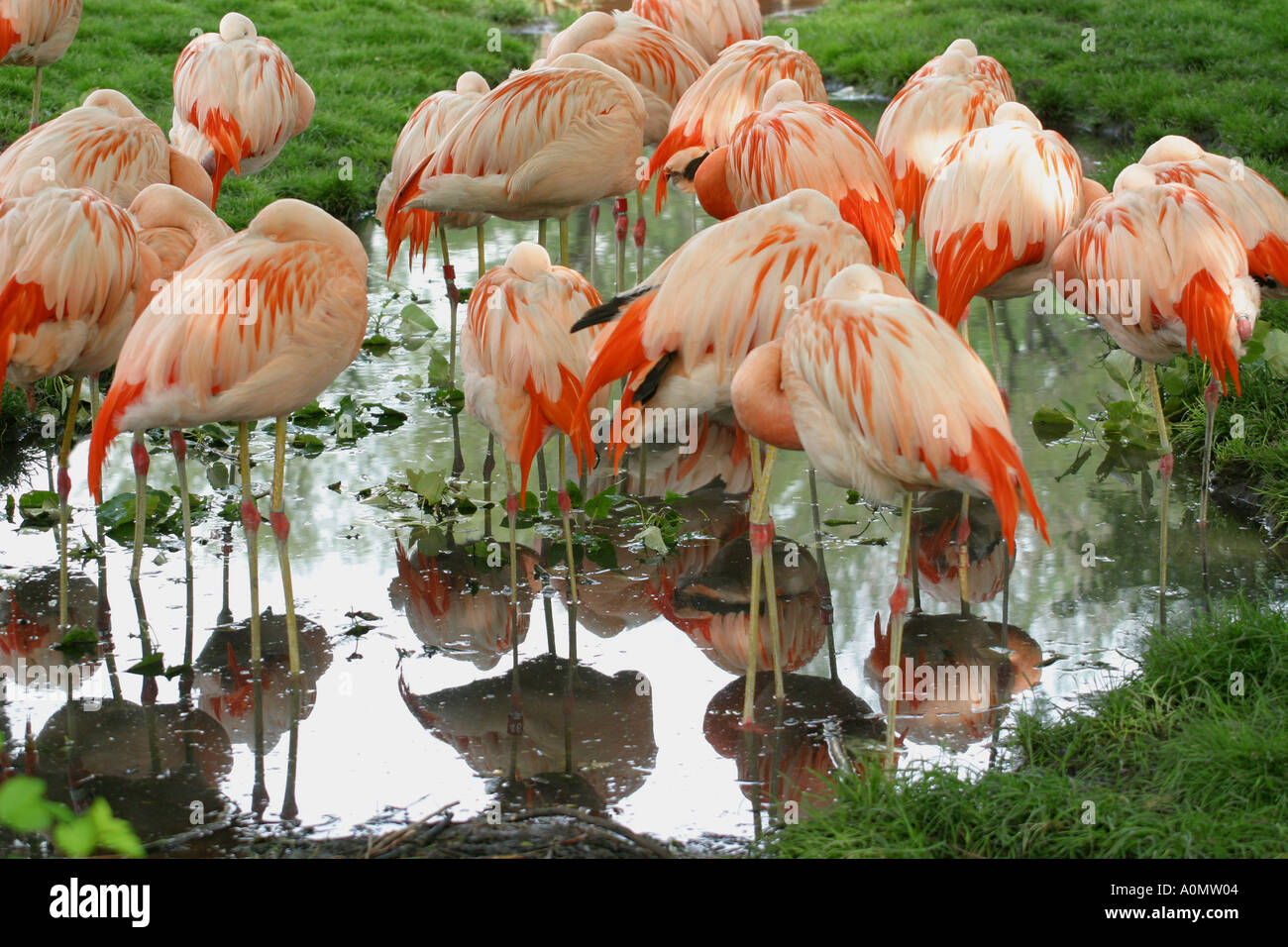 FLAMINGO; Ciconiiformes Phoenicopteridae Stock Photo - Alamy