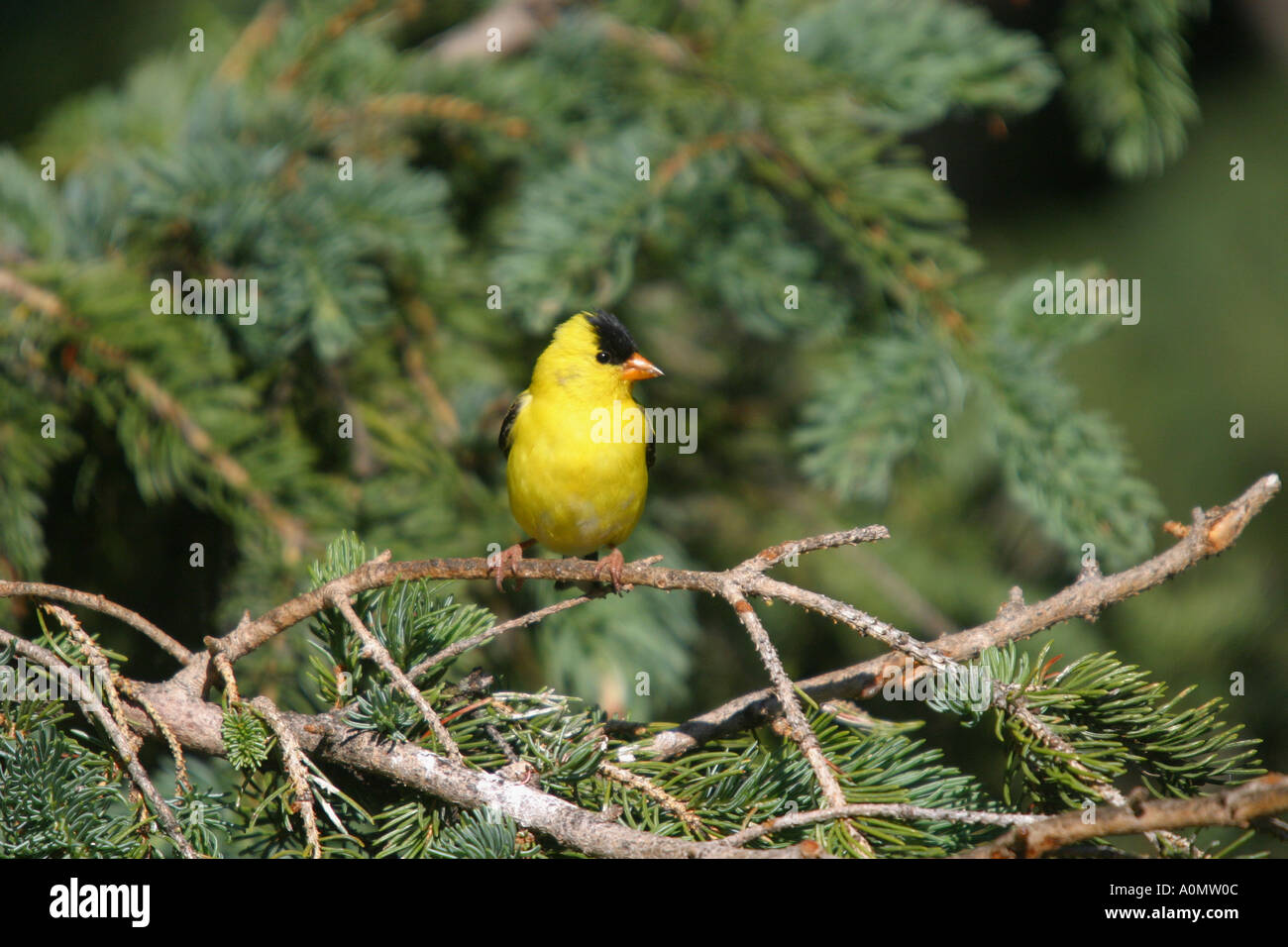American goldfinch flying hi-res stock photography and images - Alamy