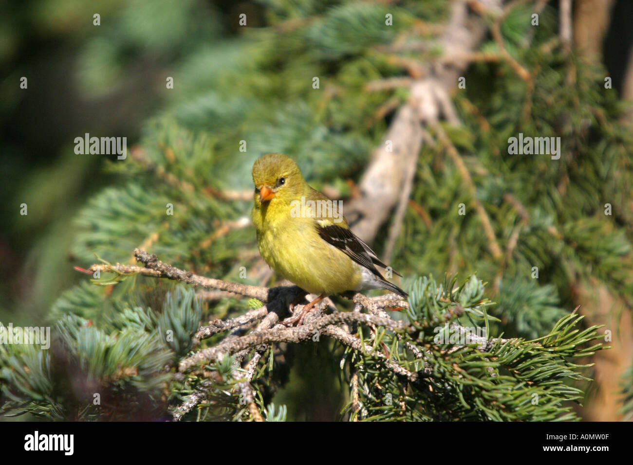 Birds of North America American Goldfinch carduelis tristis Alberta ...