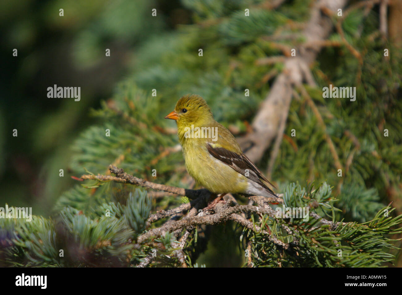 Birds of North America American Goldfinch carduelis tristis Alberta ...