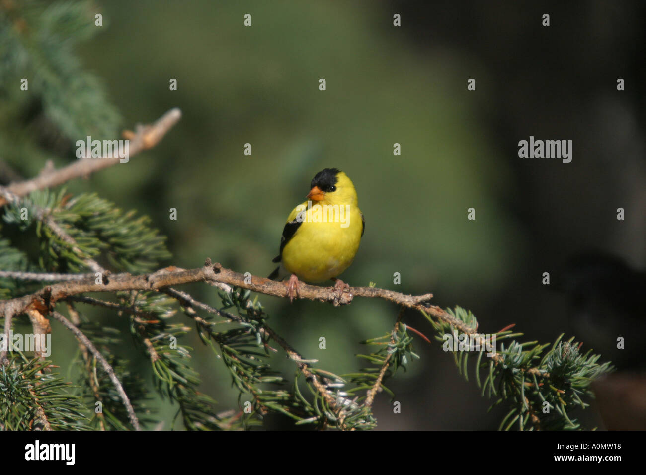 Birds of North America American Goldfinch carduelis tristis Alberta ...