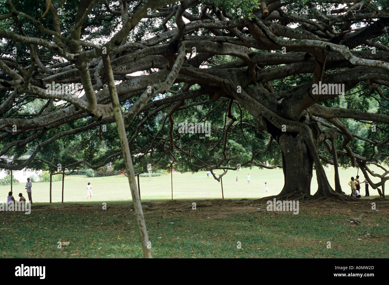 Tree knobs hi-res stock photography and images - Alamy