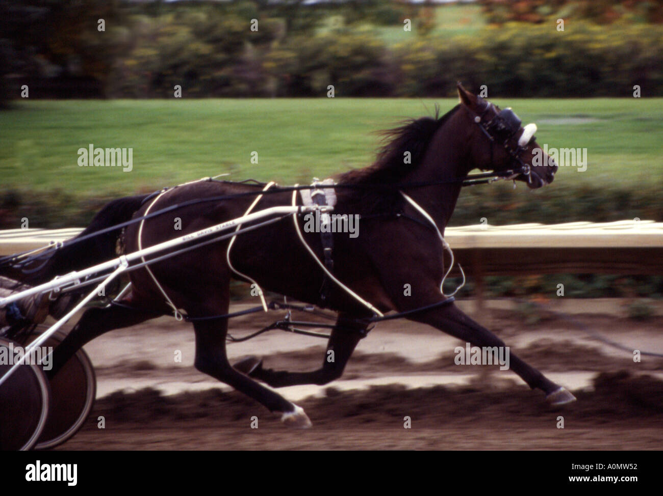 Standardbred pacer hi-res stock photography and images - Alamy