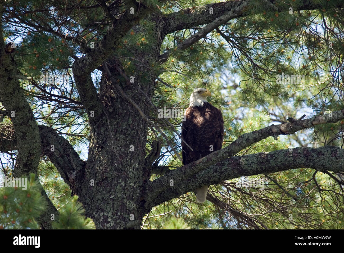Bird limbs hi-res stock photography and images - Alamy