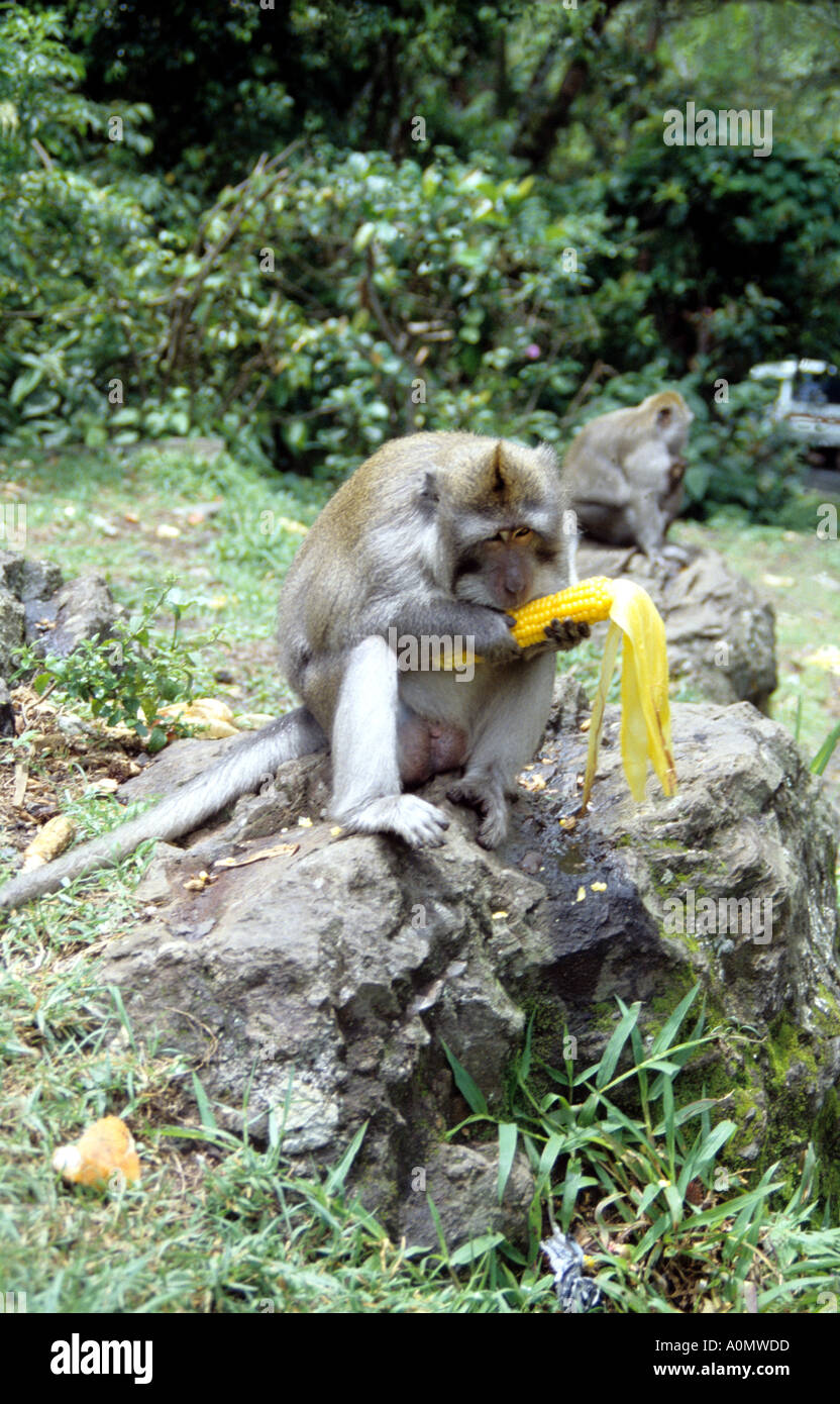 Makaken Bali Indonesia Stock Photo - Alamy