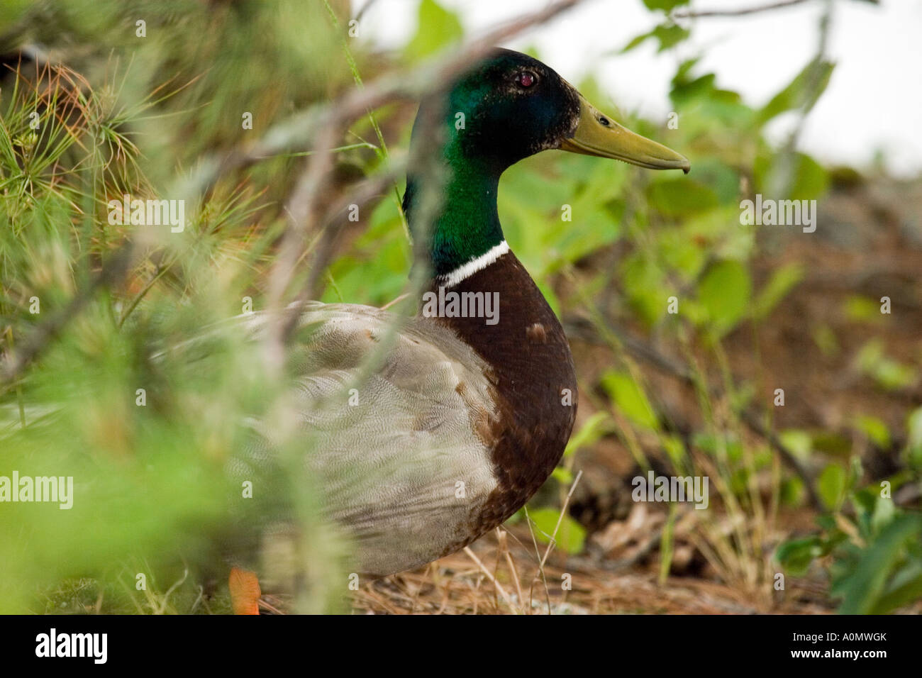 Mallard eye hi-res stock photography and images - Alamy