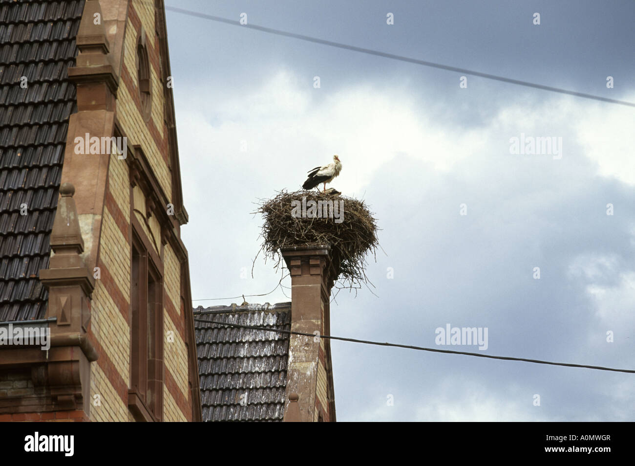 Storks in nest, Alsace France Stock Photo - Alamy