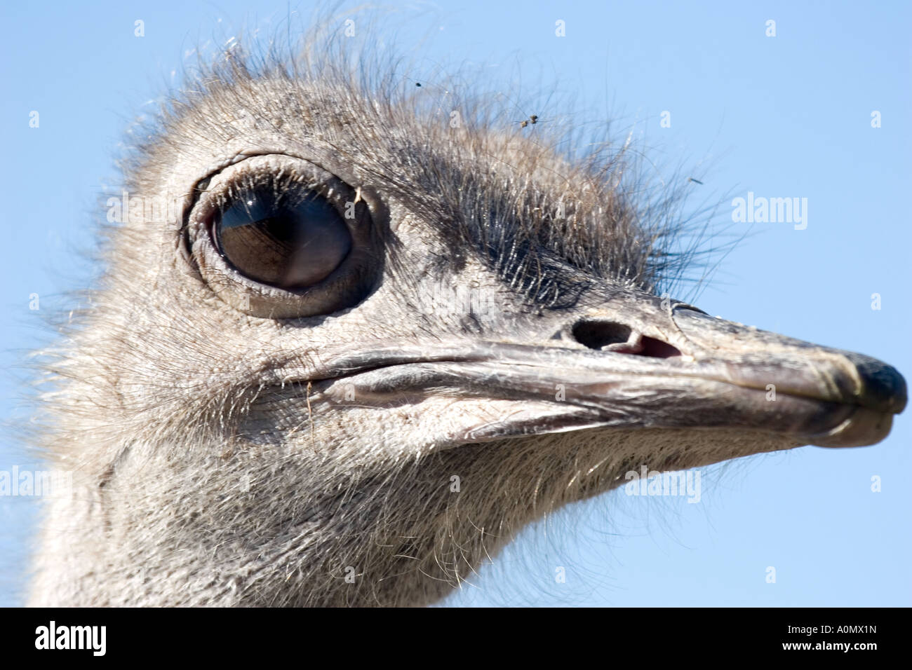 Ostrich up close and personal Stock Photo - Alamy