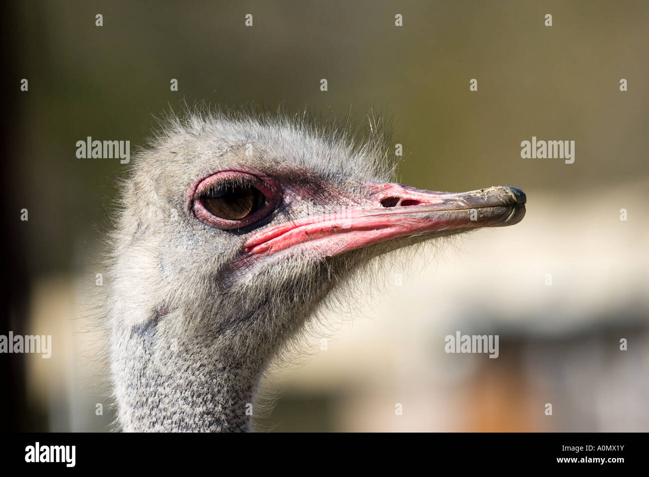 Pink ostrich feathers hi-res stock photography and images - Alamy