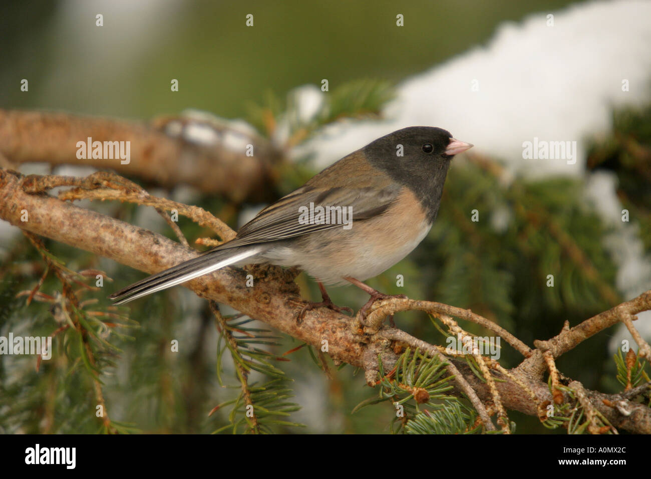 Birds of North America; boreal chickadee; poecile hudsonicus Stock ...