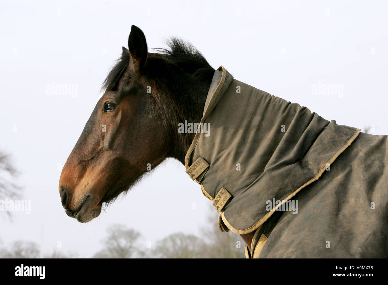 portrait frontal mammals horse animal horsing blanket keep warm ...