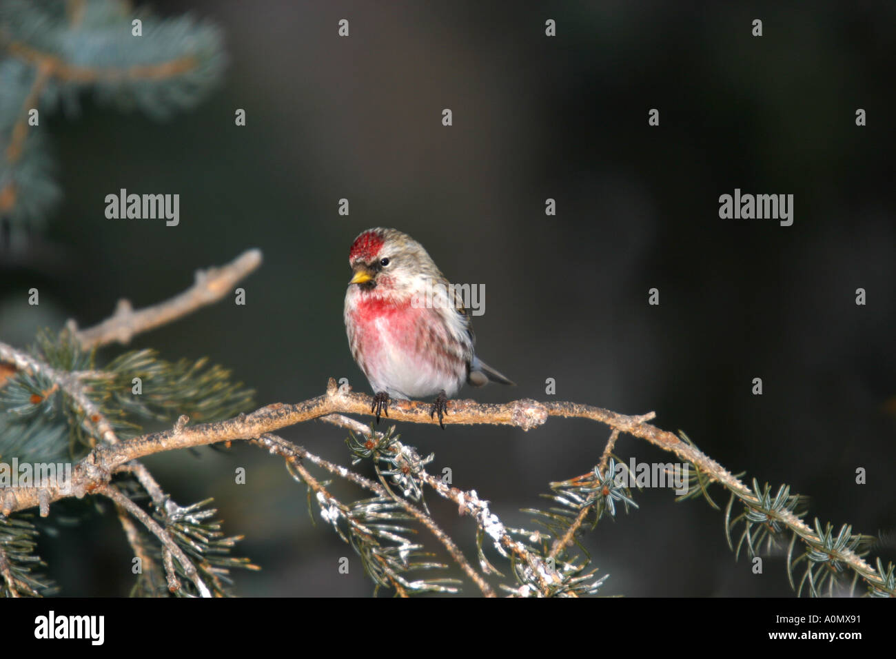 Birds of North America; Common Redpoll; carduelis flammea Stock Photo ...