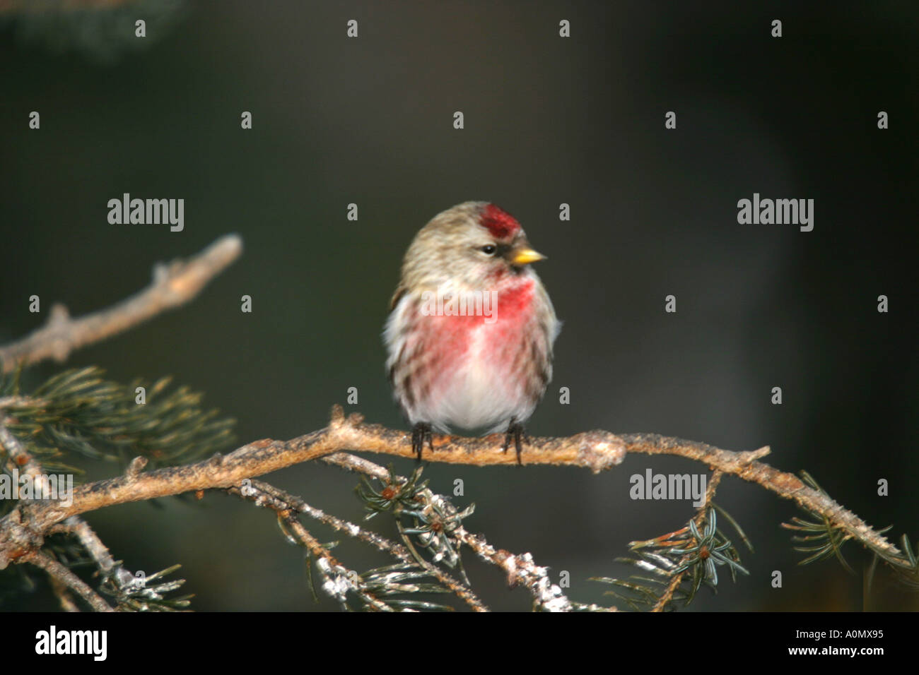 Birds of North America; Common Redpoll; carduelis flammea Stock Photo ...