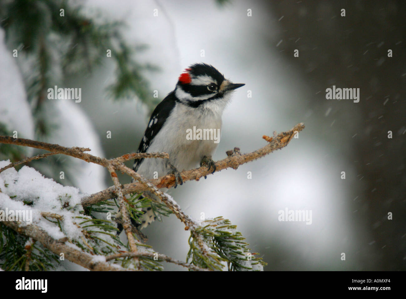 Birds of North America; downey woodpecker; picoides pubescens Stock ...