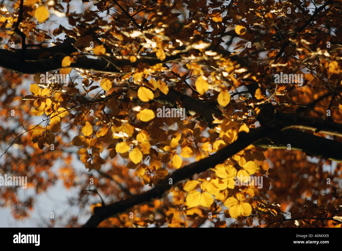 Tree in autumn Stock Photo - Alamy