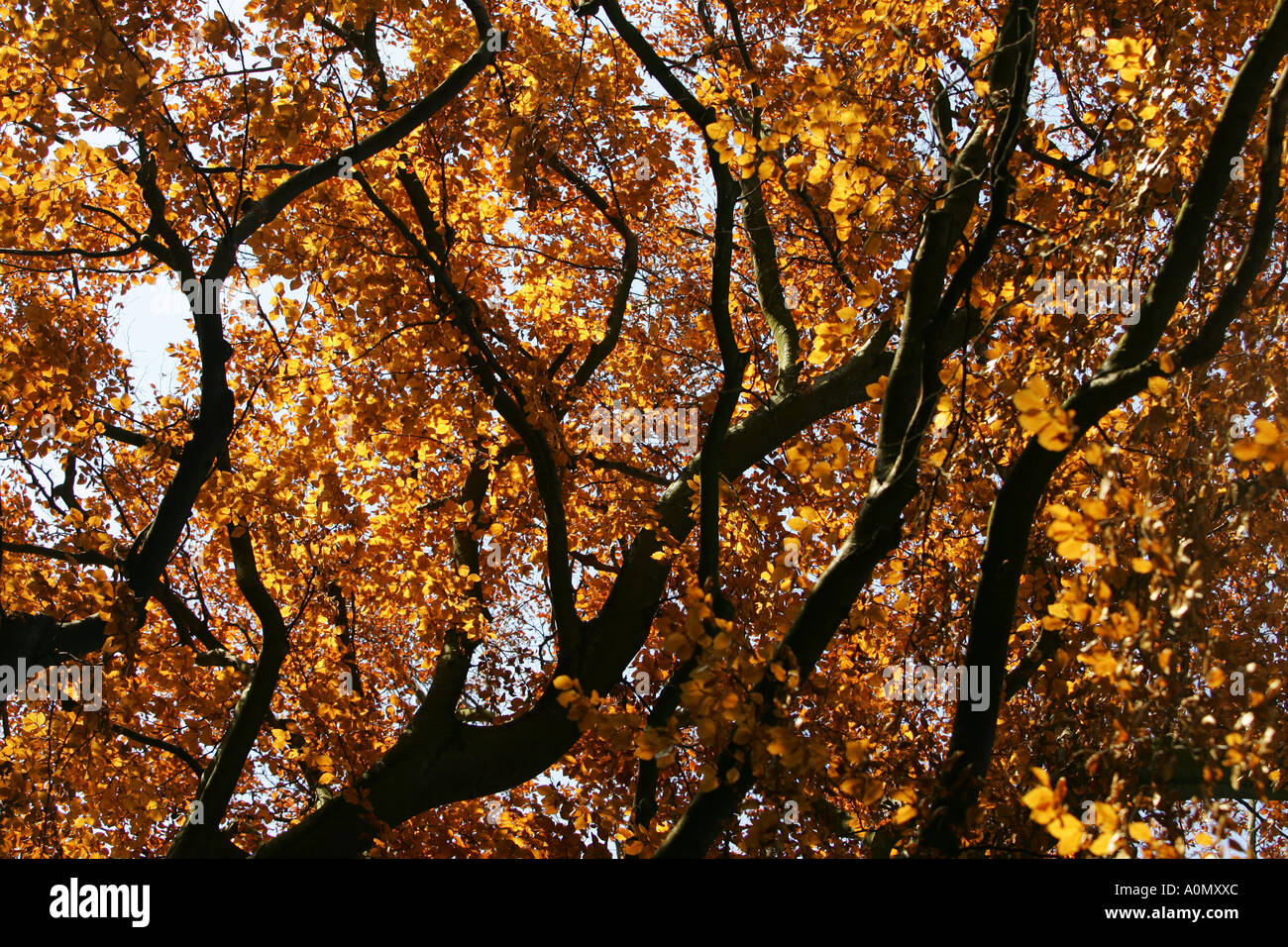 Tree in autumn Stock Photo - Alamy