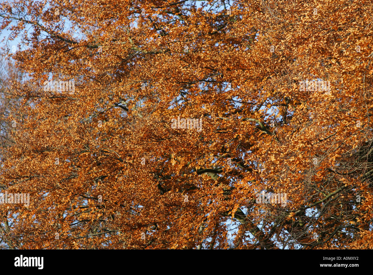 Tree in autumn Stock Photo - Alamy