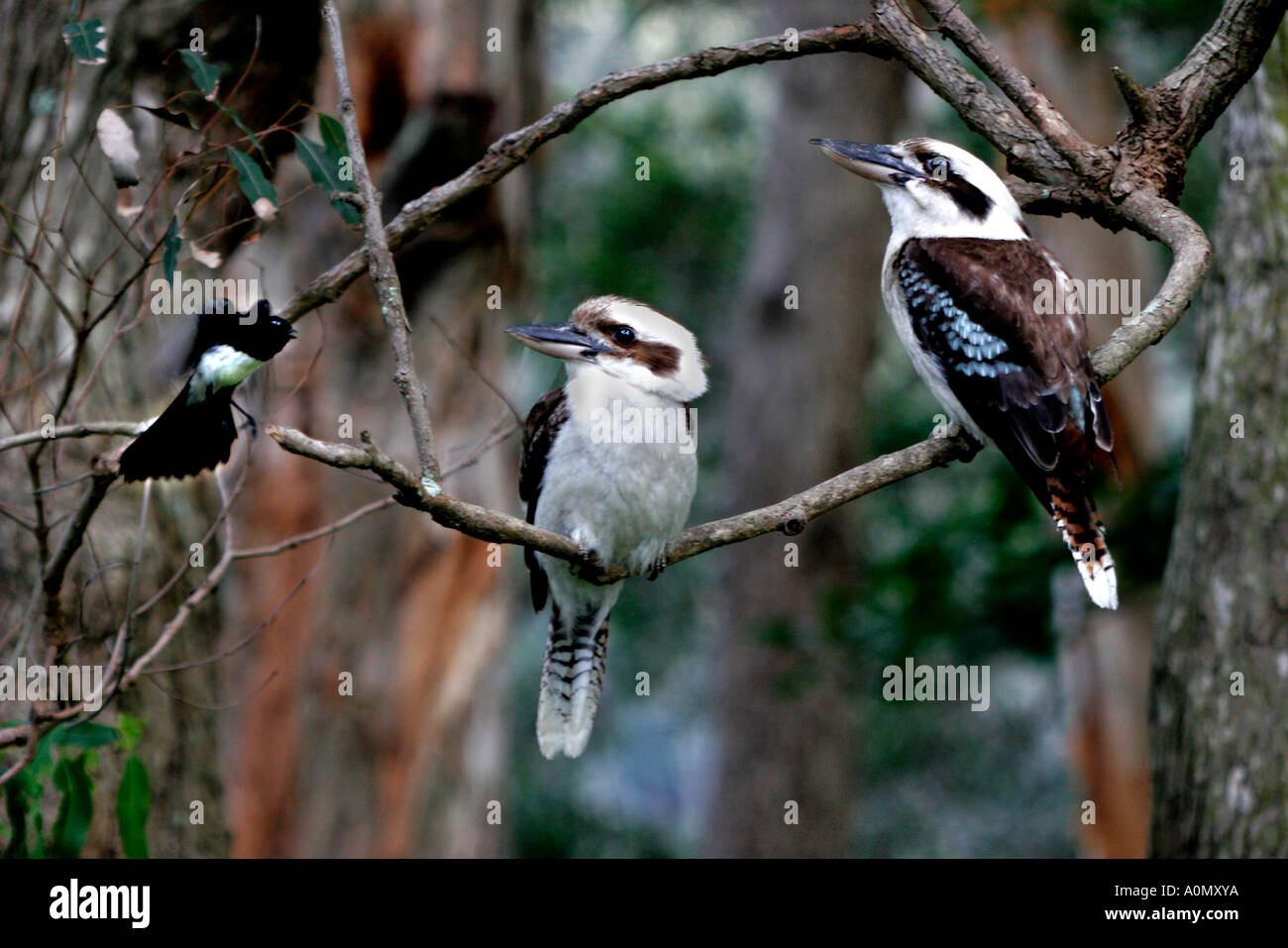 Australian kookaburras hi-res stock photography and images - Alamy