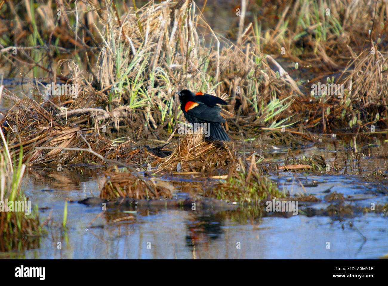 Birds of North America; red winged blackbird; ;agelaius phoeniceus ...