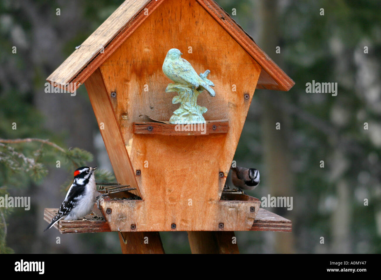 Birds of North America Downey Woodpecker picoides pubescens Stock Photo ...