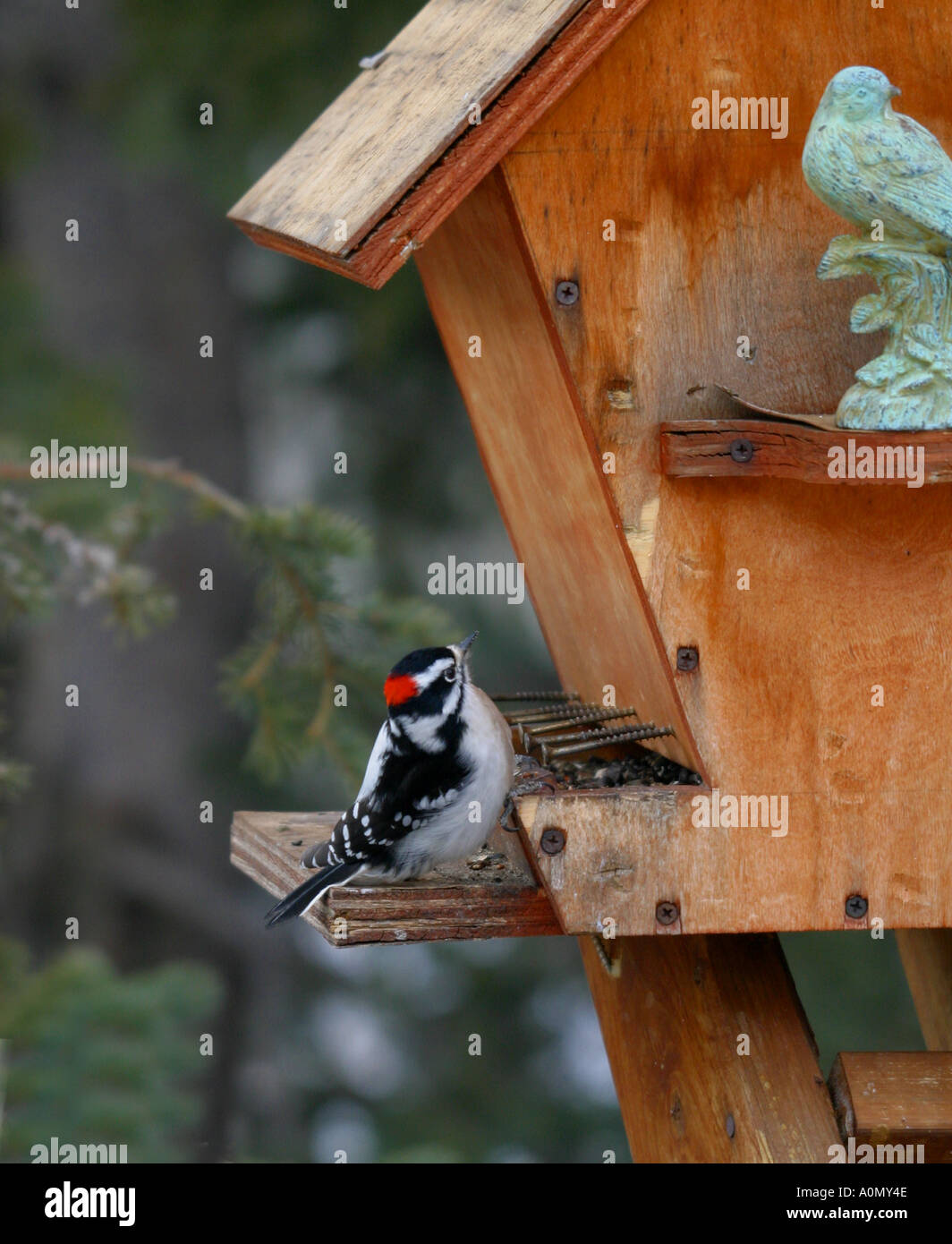 Birds of North America; Downey Woodpecker; picoides pubescens Stock ...