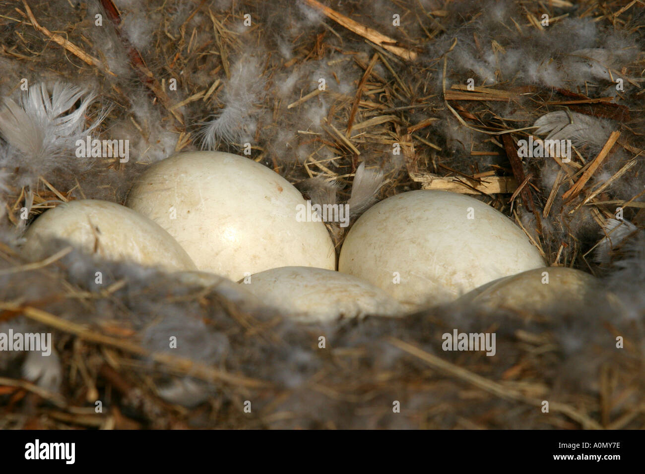 Birds of North America; Canada Goose; brant canadensis; nest and eggs ...