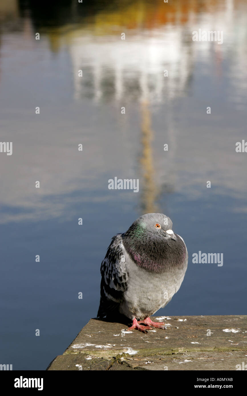 Turtle dove blue sky natural dove s close up birds bird pigeon wildlife ...