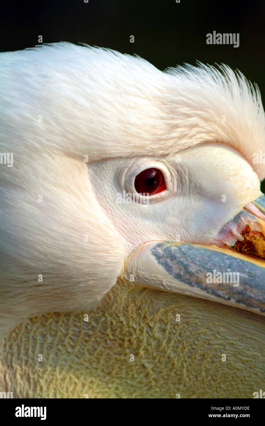 stork bird saint james park London Stock Photo - Alamy