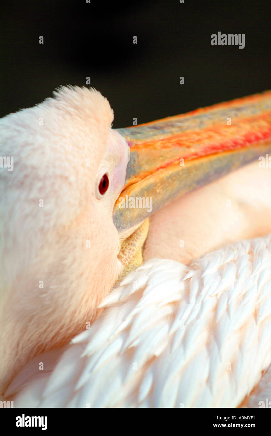 stork bird saint james park London Stock Photo - Alamy