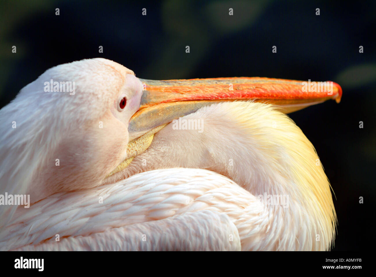 stork bird saint james park London Stock Photo - Alamy