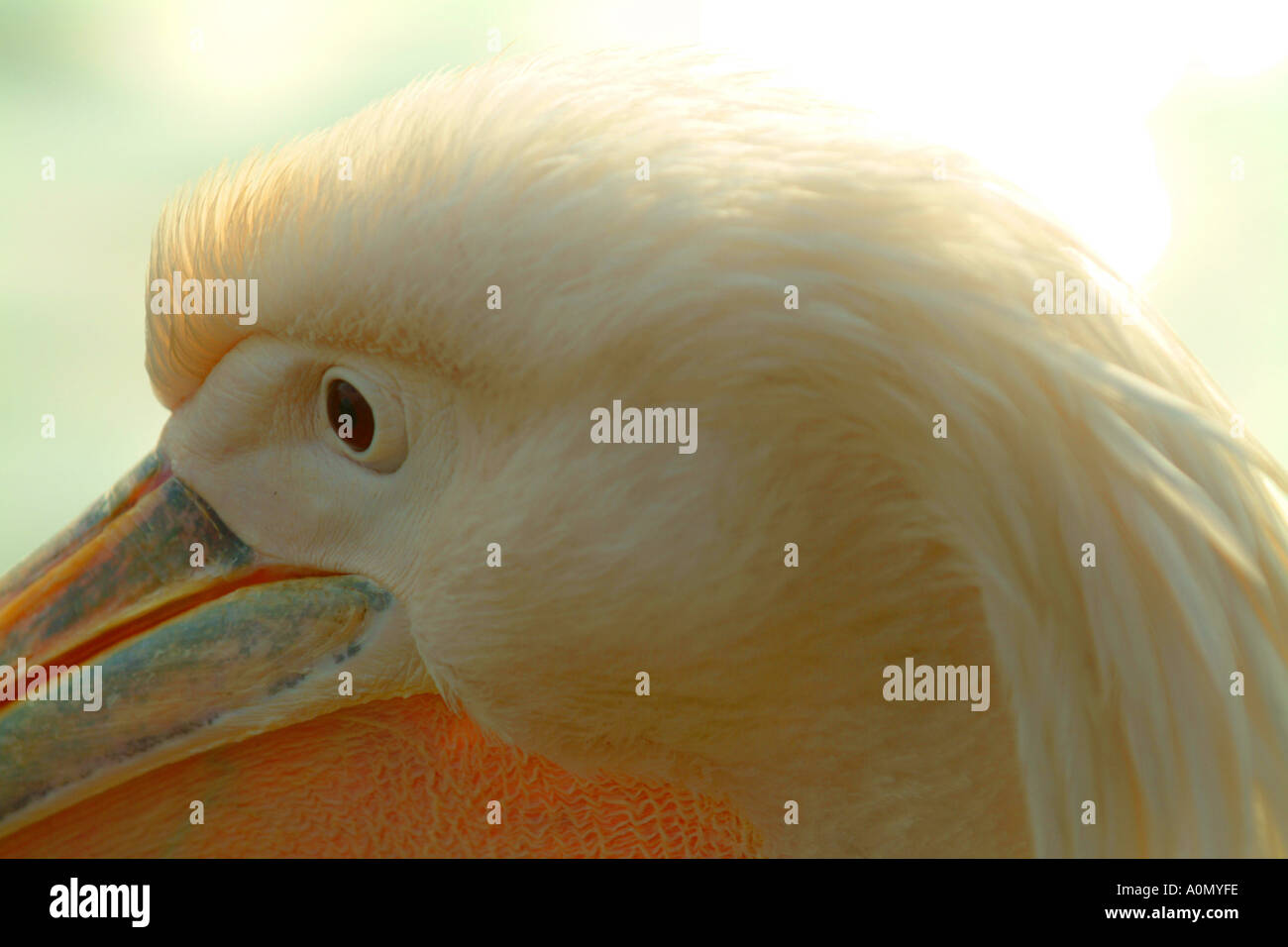 stork bird saint james park London Stock Photo - Alamy