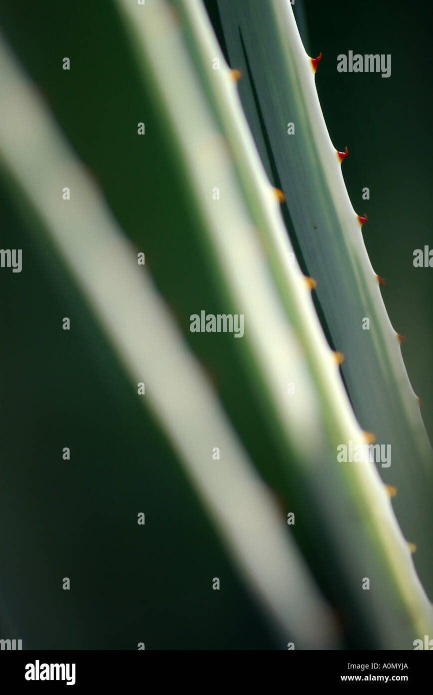 Cuban cactus hi-res stock photography and images - Alamy