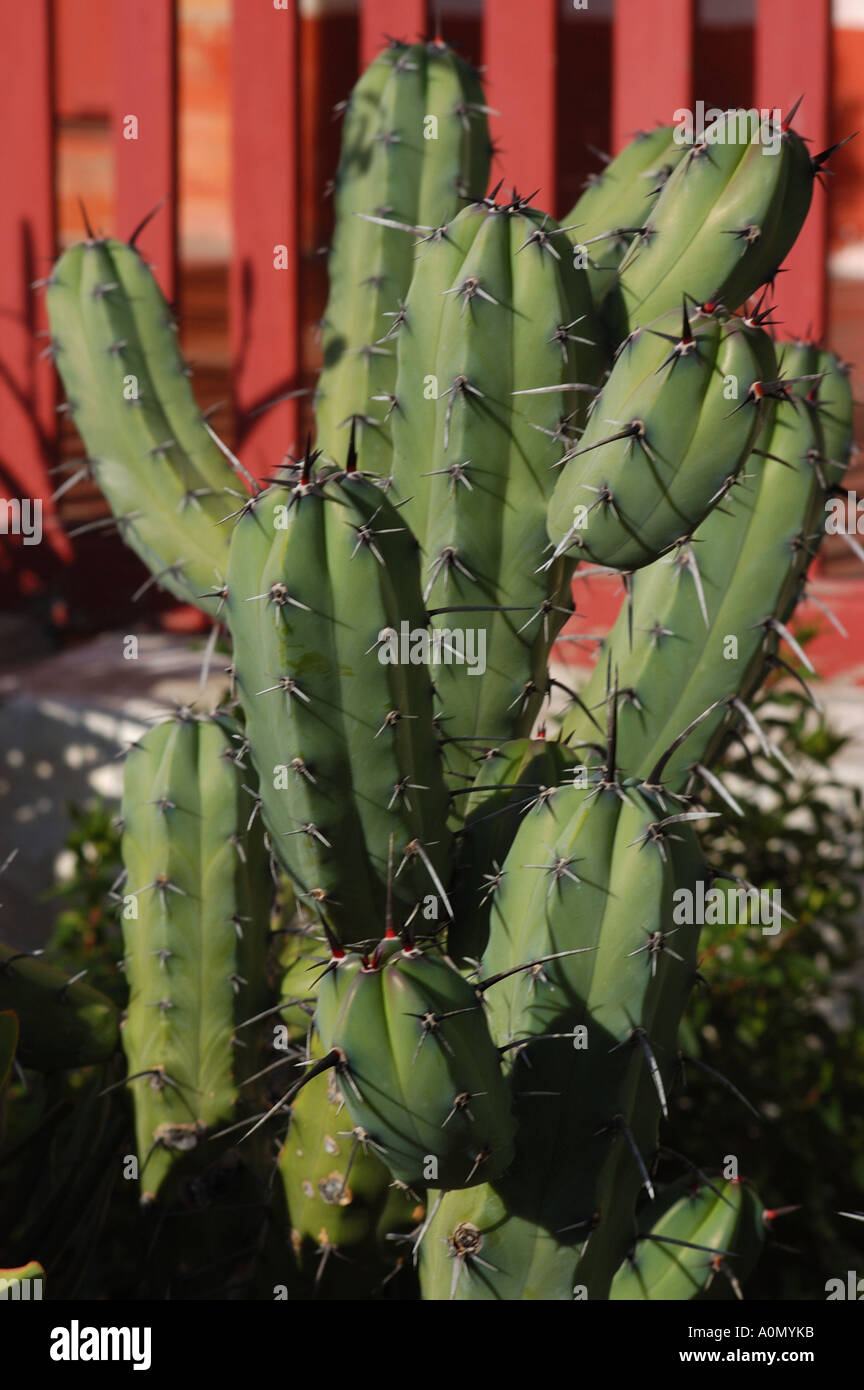 Green Cactus Plant Stock Photo - Alamy