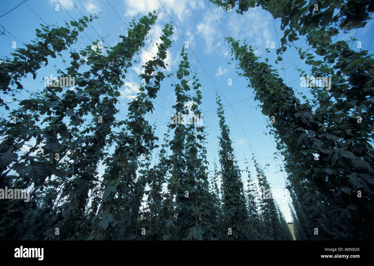 Agriculture hop landscape plant hi-res stock photography and images - Alamy