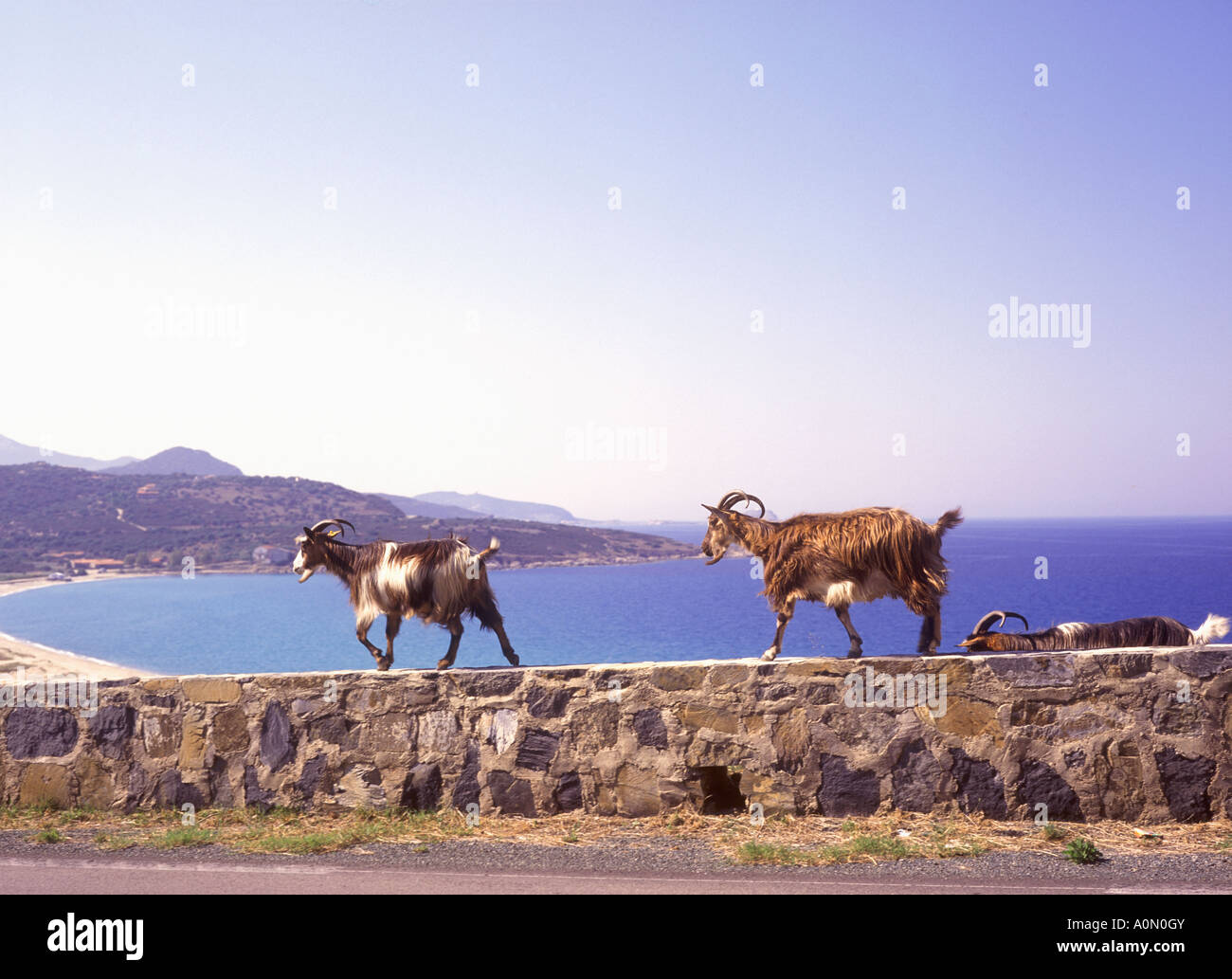 How Do Goats Walk On Walls at Willy Booth blog