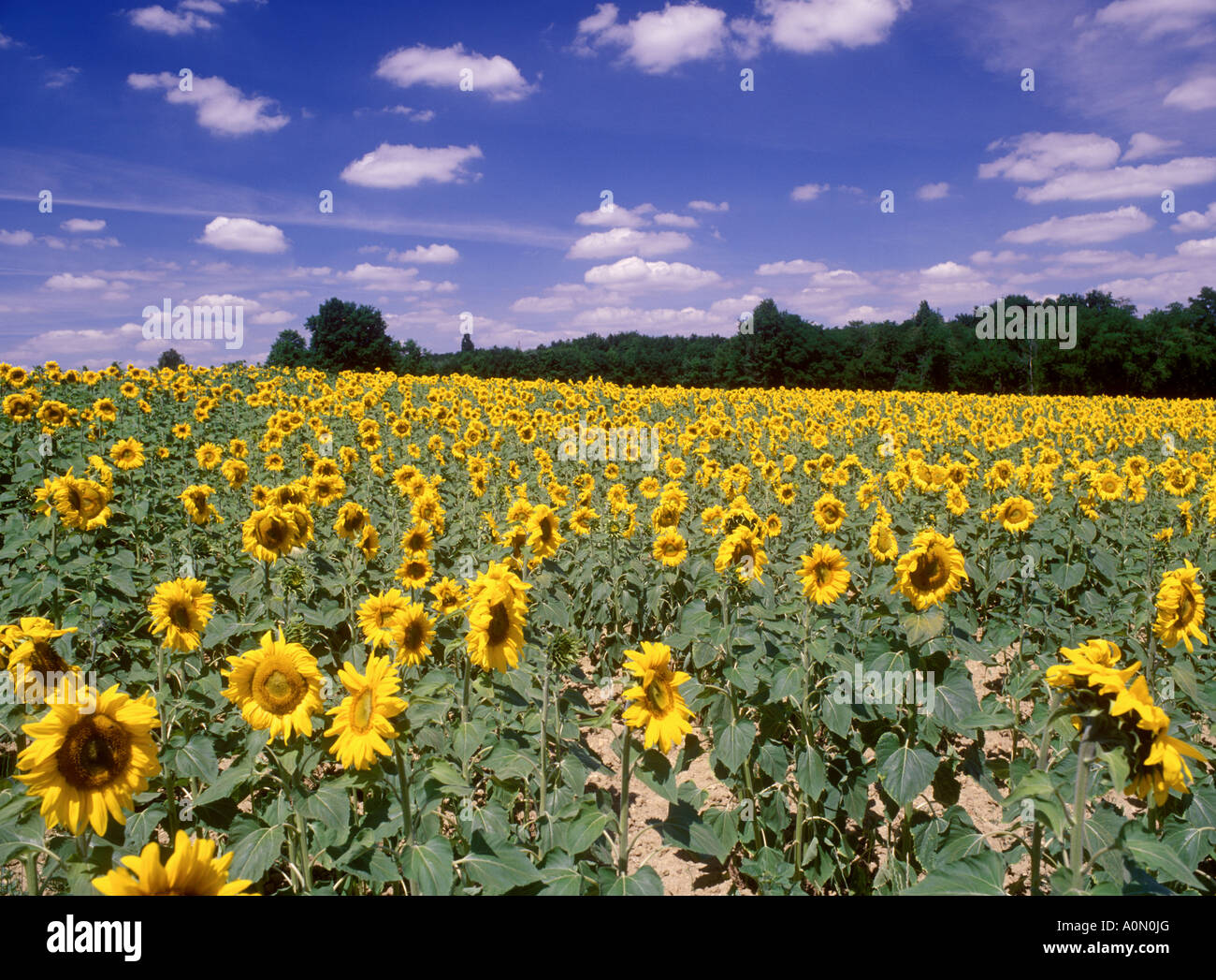 France, Lot, Sunflower field Stock Photo - Alamy