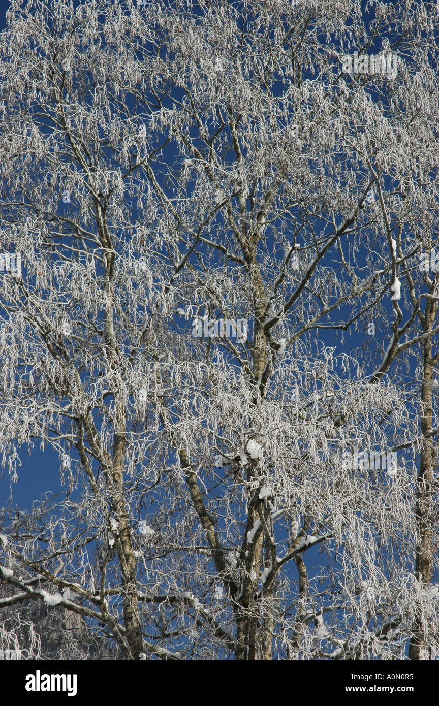 Frost covering tree branches Switzerland Stock Photo - Alamy