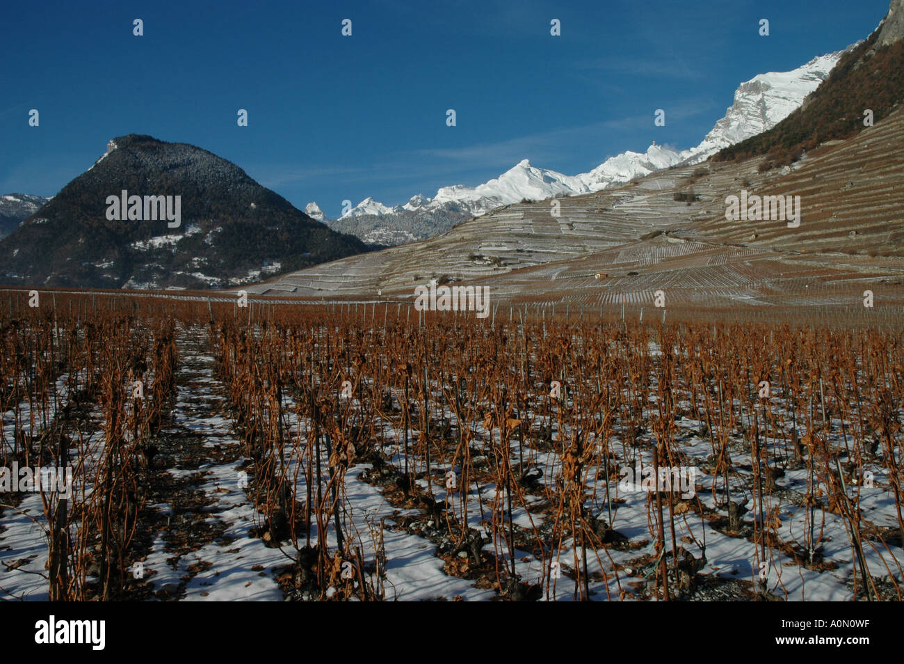 vineyards in winter with snow covered mountains at Chamoson Canton ...